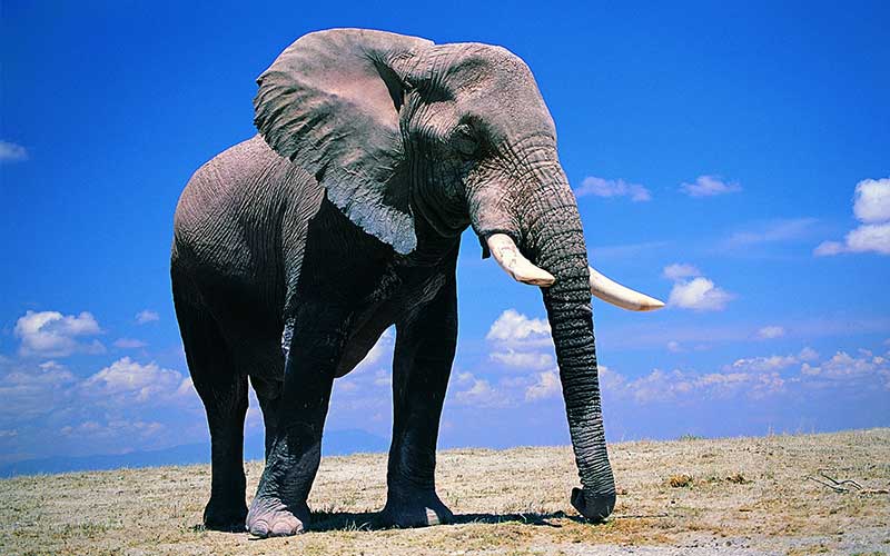 Características del elefante