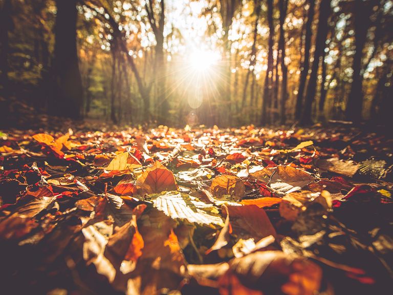 Características del otoño